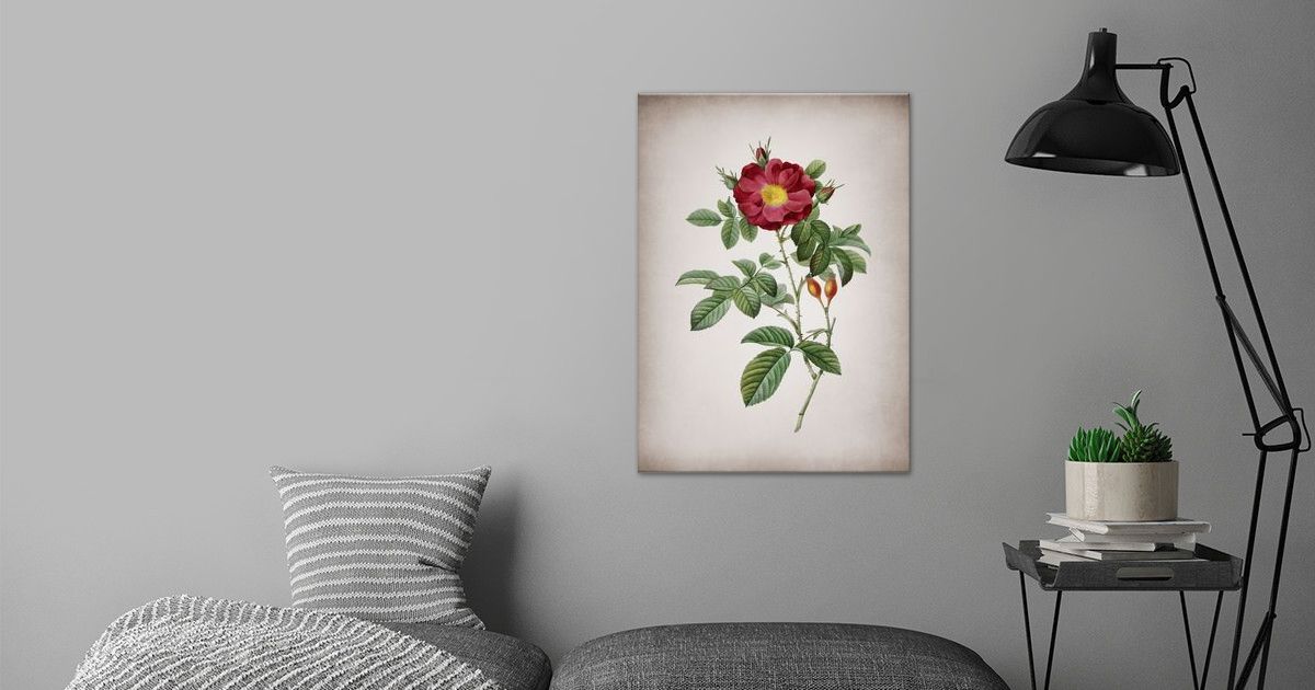 'Blooming Red Portland Rose' Poster by Holy Rock Design | Displate