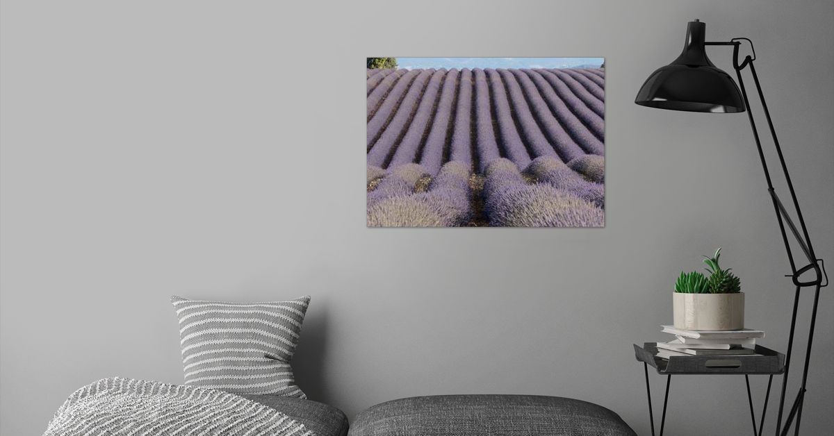 'Flowering of Lavender' Poster by Pietro | Displate