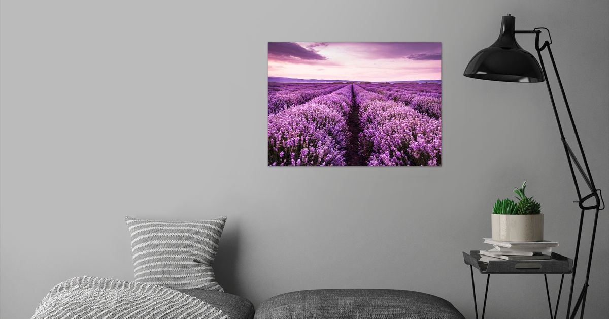'Blooming lavender field un' Poster by NaturePhotos | Displate
