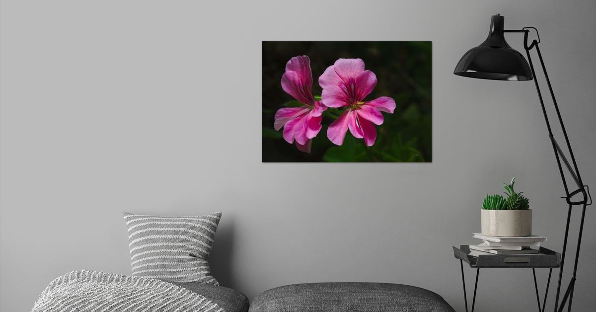 'Pink Geranium Flowers' Poster by Jason Gilbert | Displate