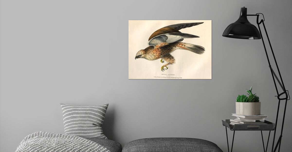 'Roughlegged buzzard ' Poster by PhotoStock-Israel | Displate