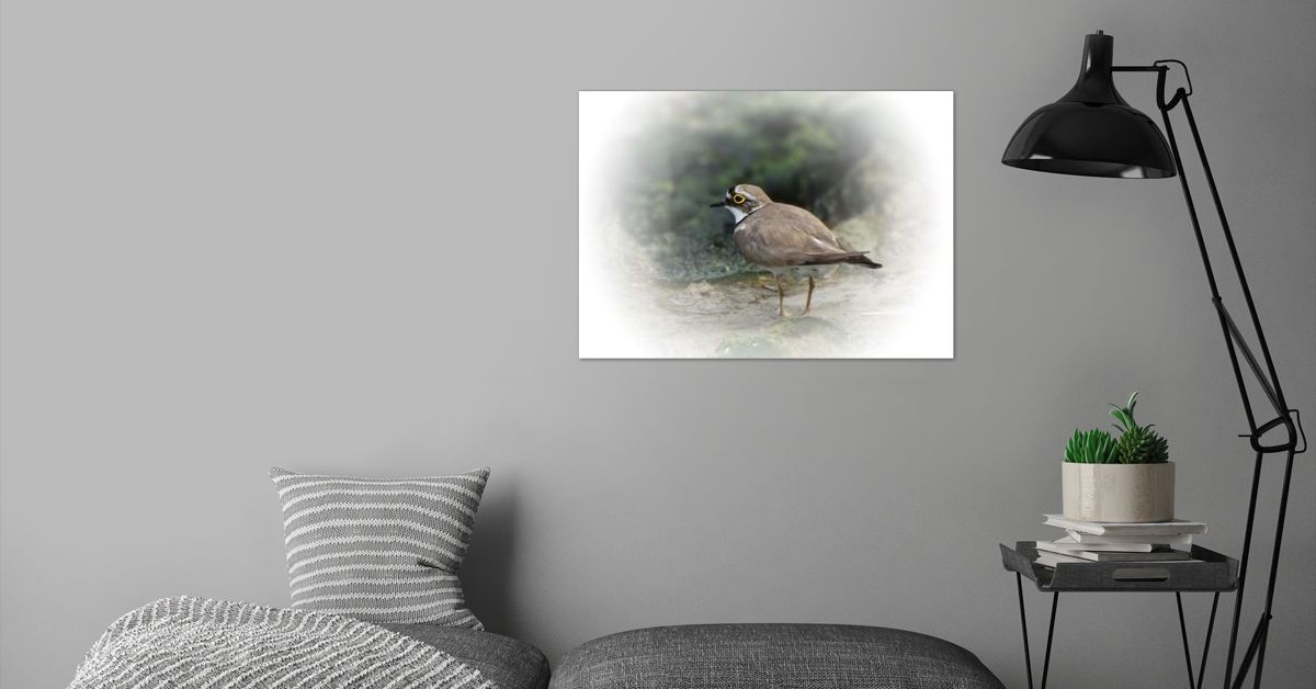 'Little ringed plover' Poster by Gyula Gvardián | Displate