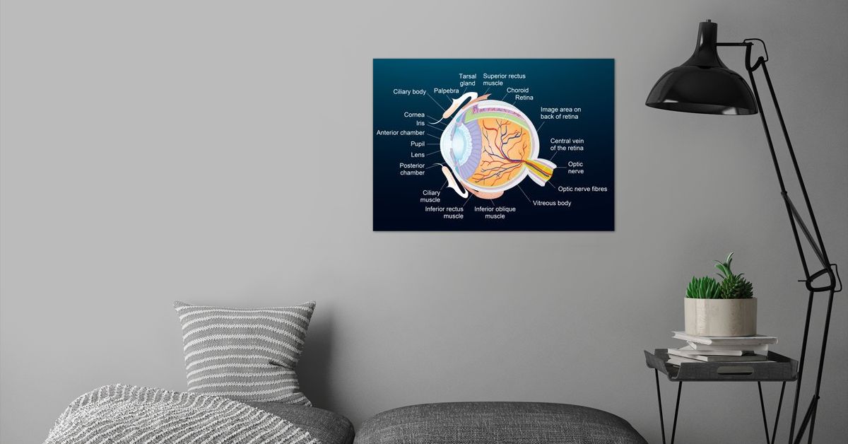 'Human eye anatomy' Poster by Science Design | Displate