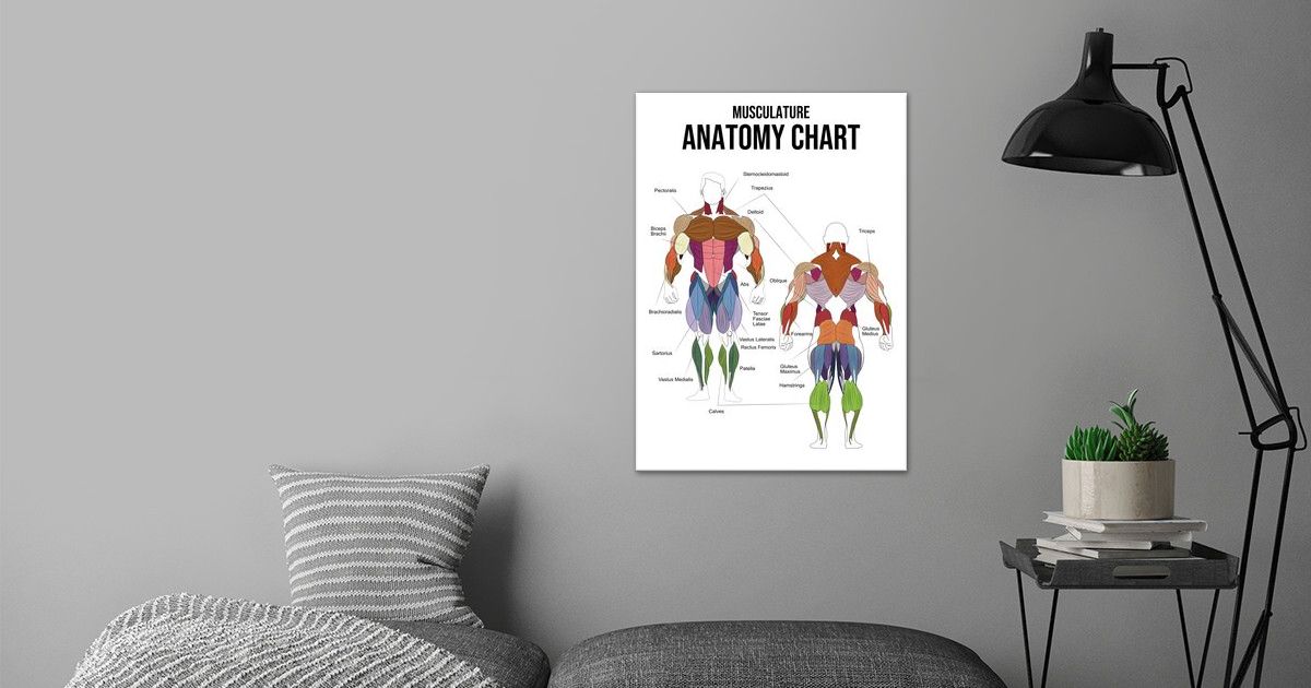 'Musculature Anatomy Chart' Poster by CHAN | Displate