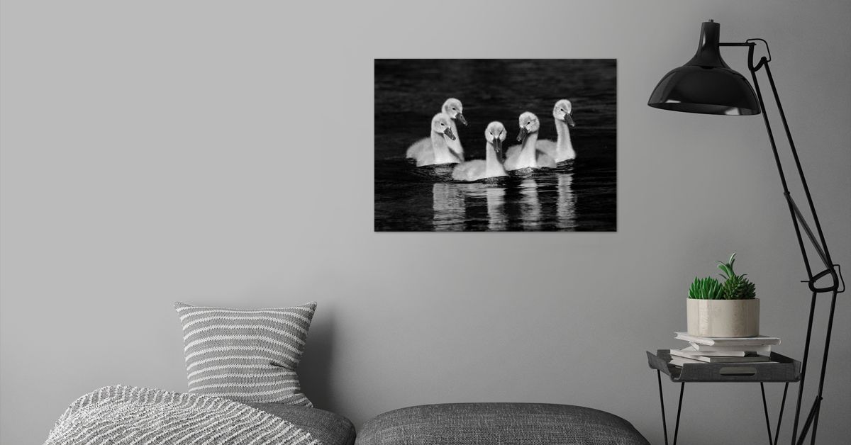 'swan gang' Poster by photoplace | Displate