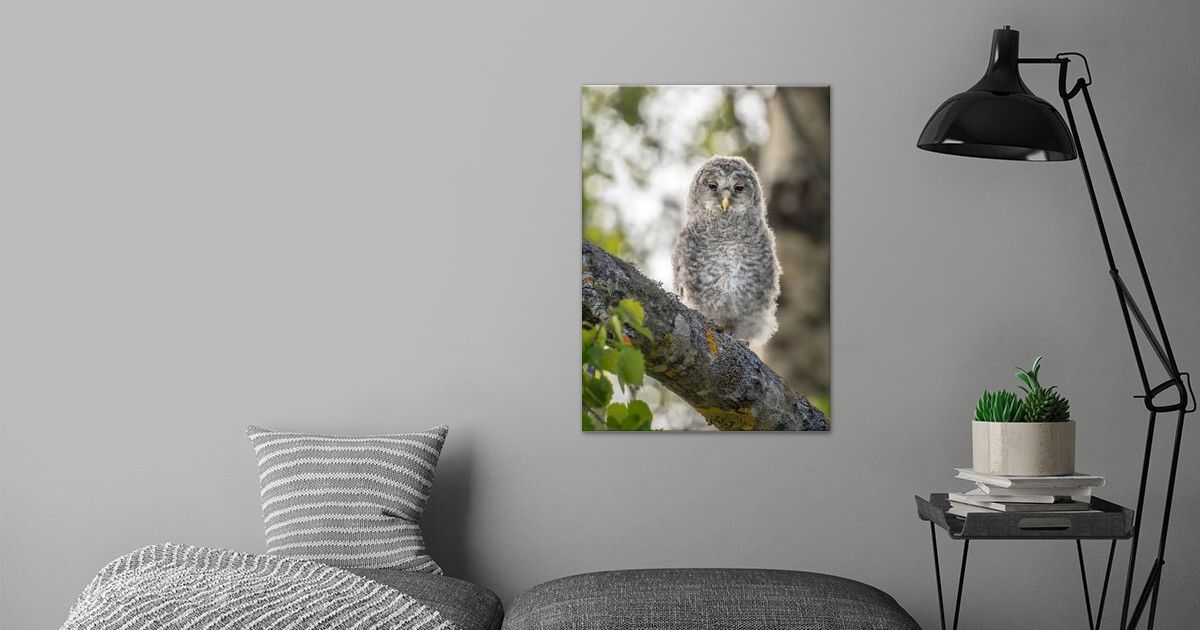 'Young ural owl' Poster by Jonas Stenberg | Displate